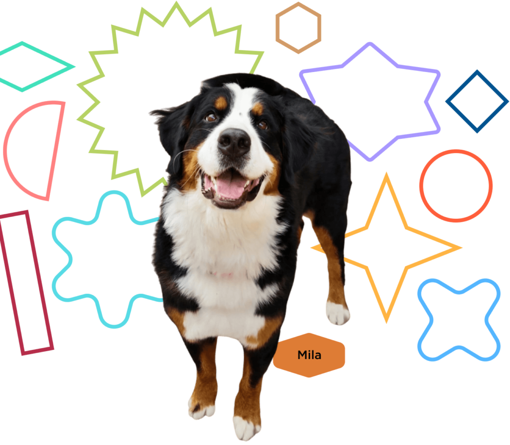 WalkNWag: the best place for your furry friends’ staycation